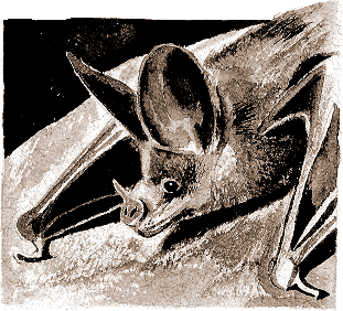 Leaf-nosed bats | Facts About All