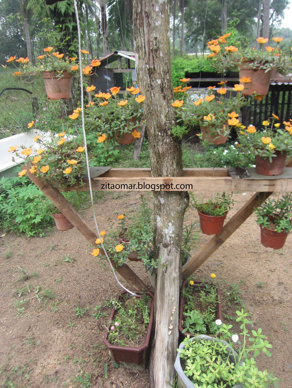 ...SeKaDaR CoReTaN....: BUNGA JARI LIPAN..@ ROSE JEPUN