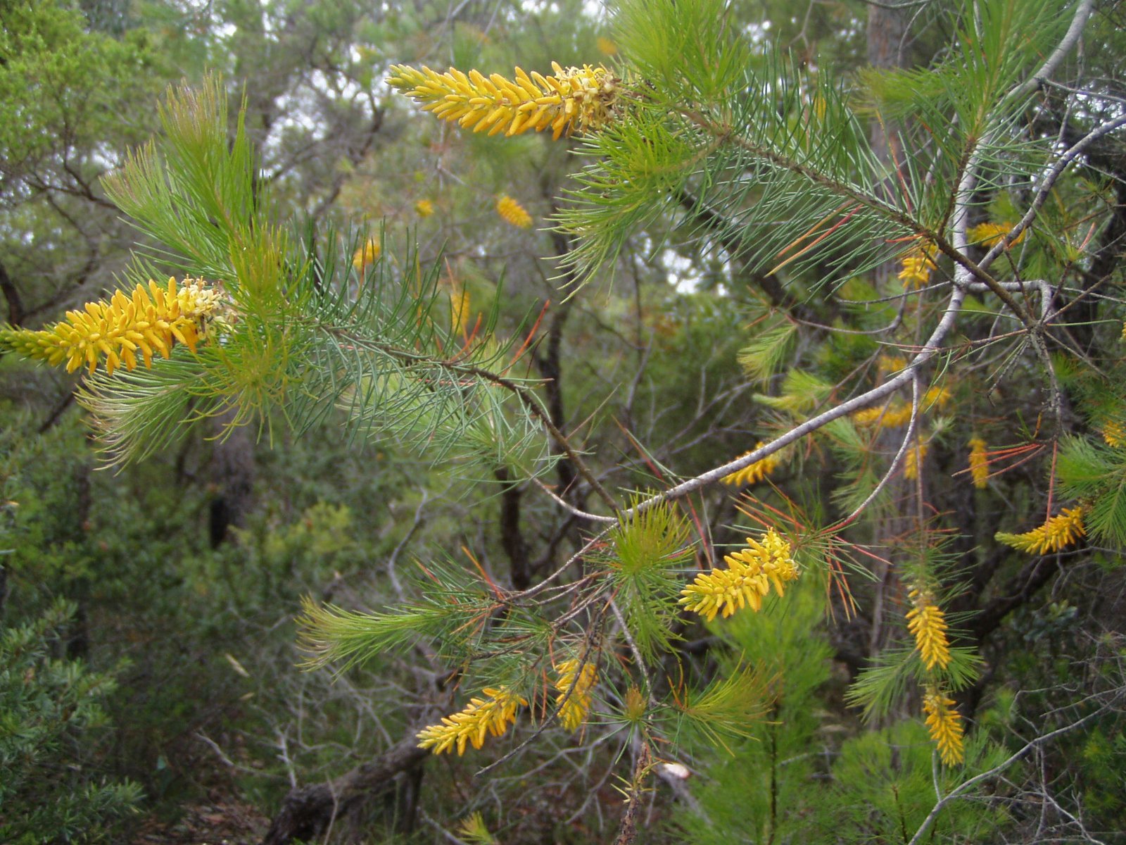 Sydney's Wildflowers and Native Plants: Persoonia pinifolia - Pine-leaf ...