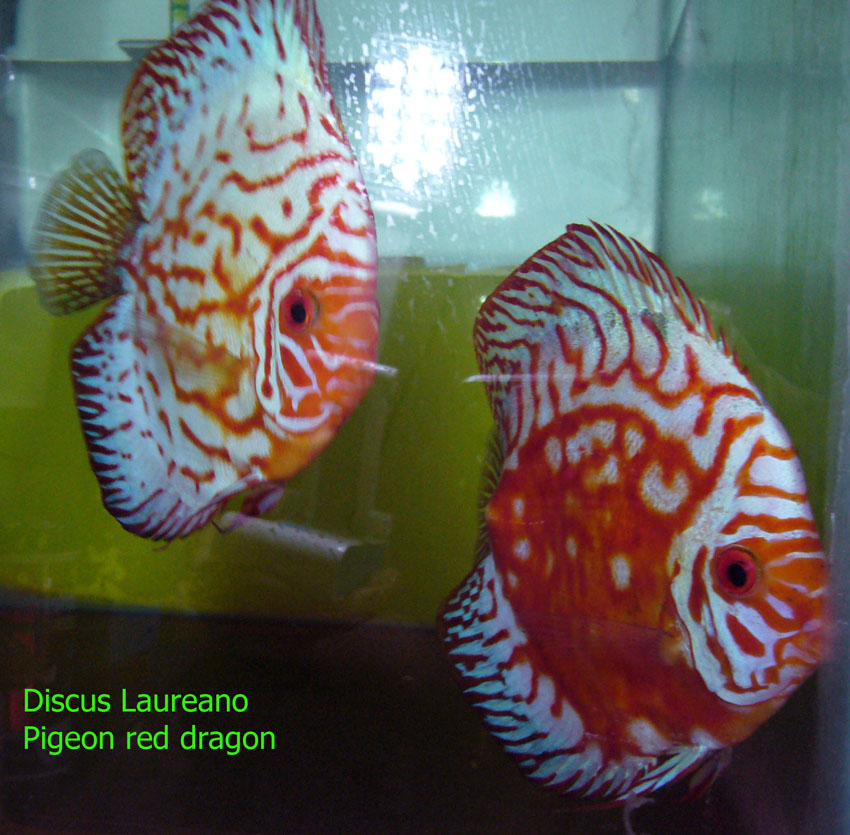 Discus Laureano