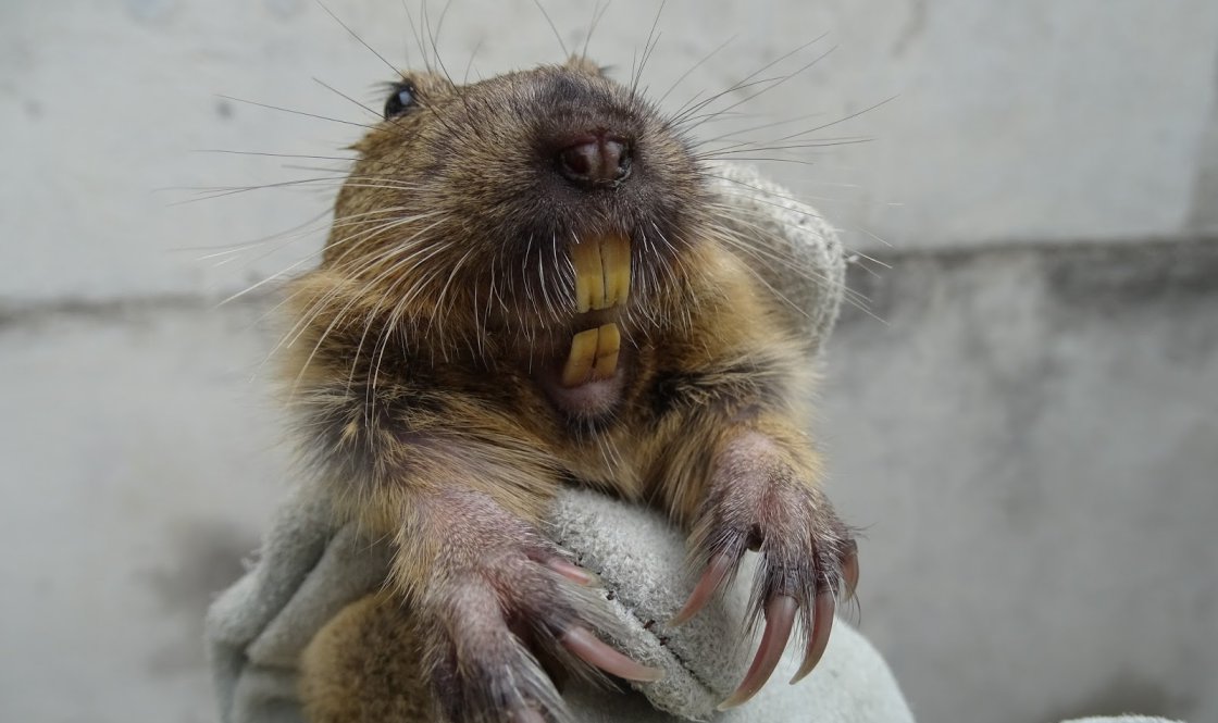 La tuza, también conocida como ardilla terrestre - Biología