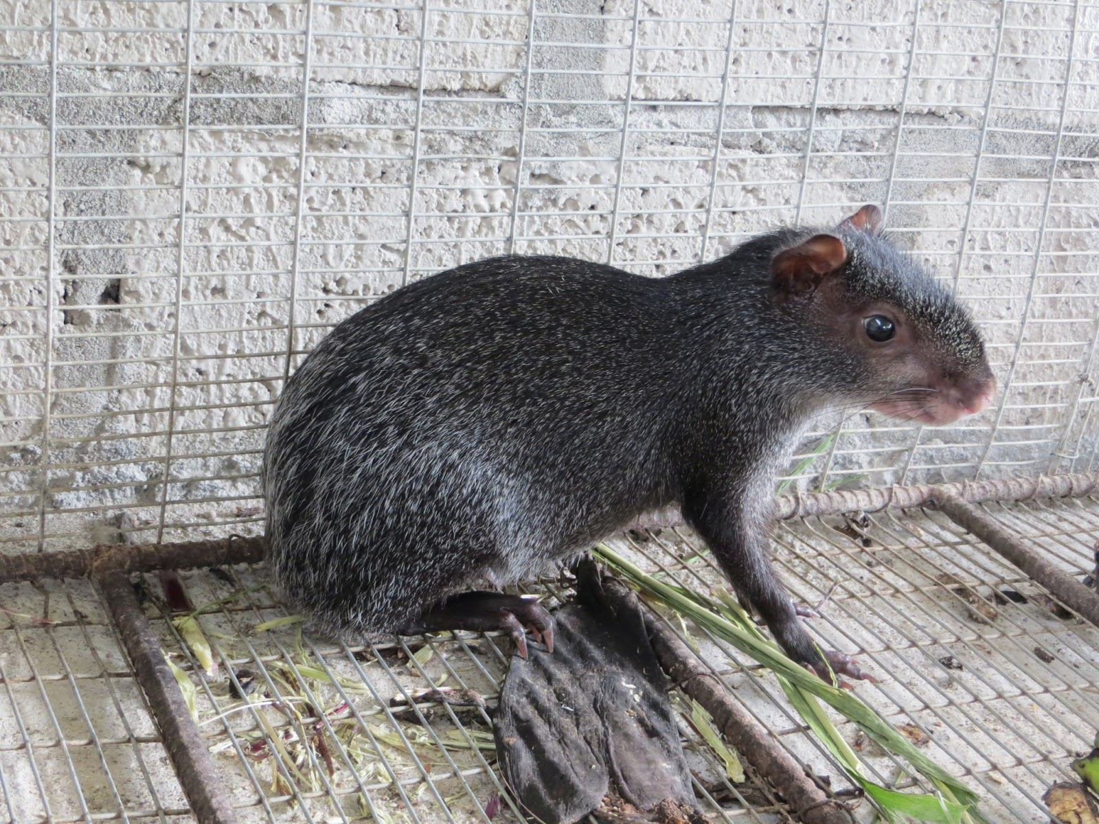 Bickfords Abroad: What's a watusa?