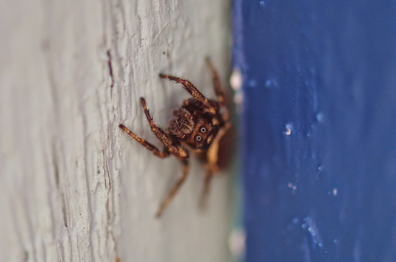The Bugs in the Backyard: Jumping for Joy About Spiders