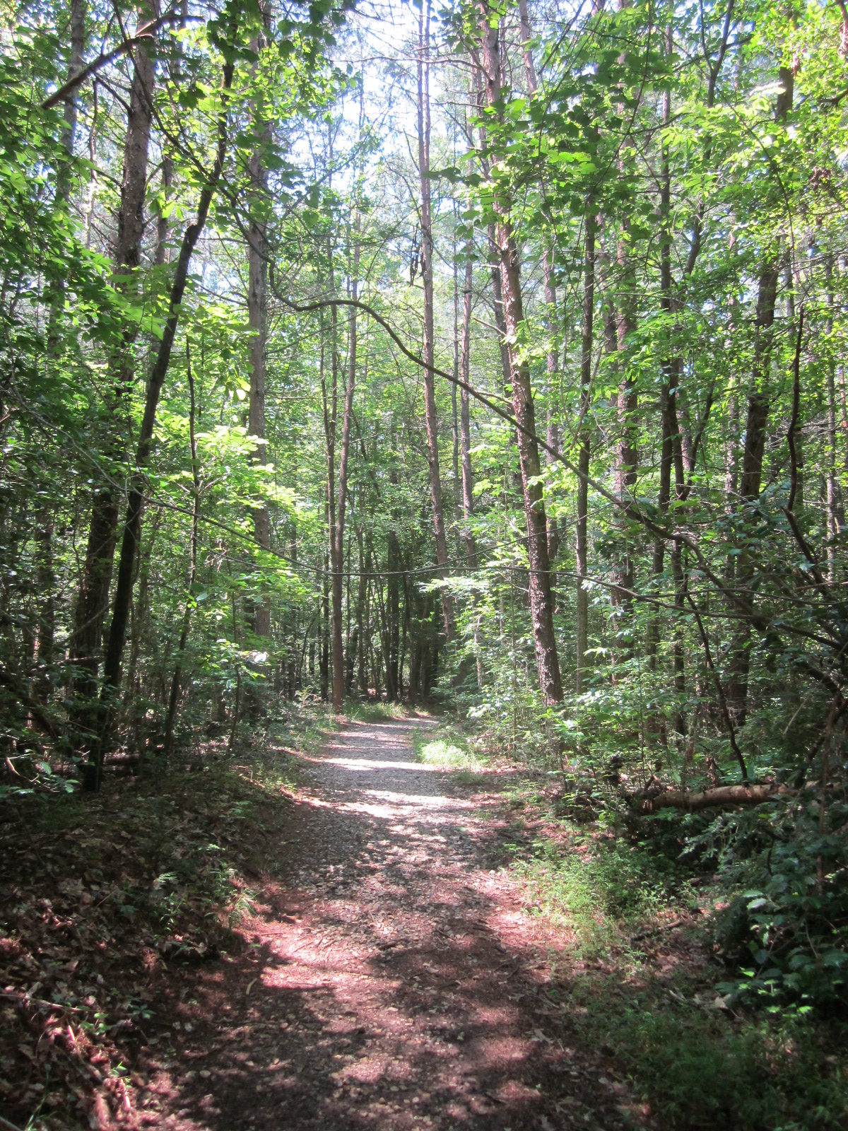 Travel NC With Kids: Holly Discovery Trail at Lake James State Park ...