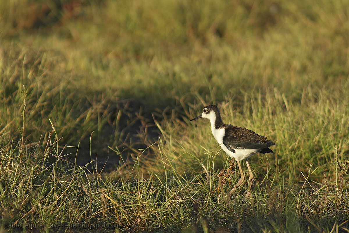 mis fotos de aves: Himantopus (himantopus) melanurus Tero Real Black ...
