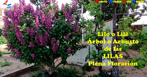 Huerto Urbano Luis Servia Borgas: Lilo o Lilé - Árbol o Arbusto de las ...