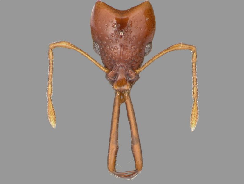 Inilah Wajah-wajah Semut !! - Yosantai