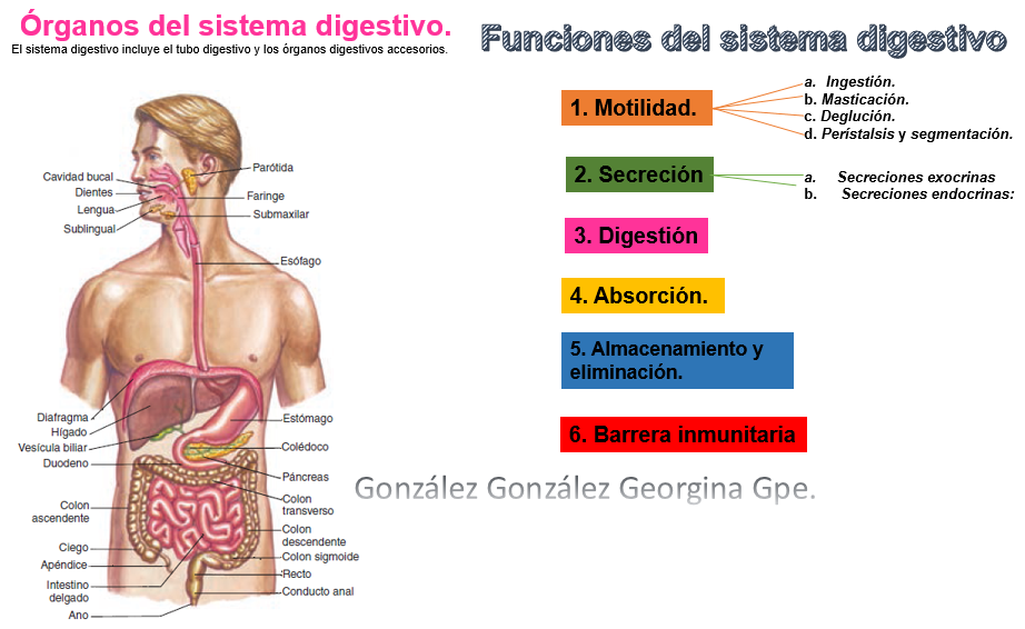 Sistema Digestivo:estructuras principales, funciones. 06/05/14 ~ BLOG ...