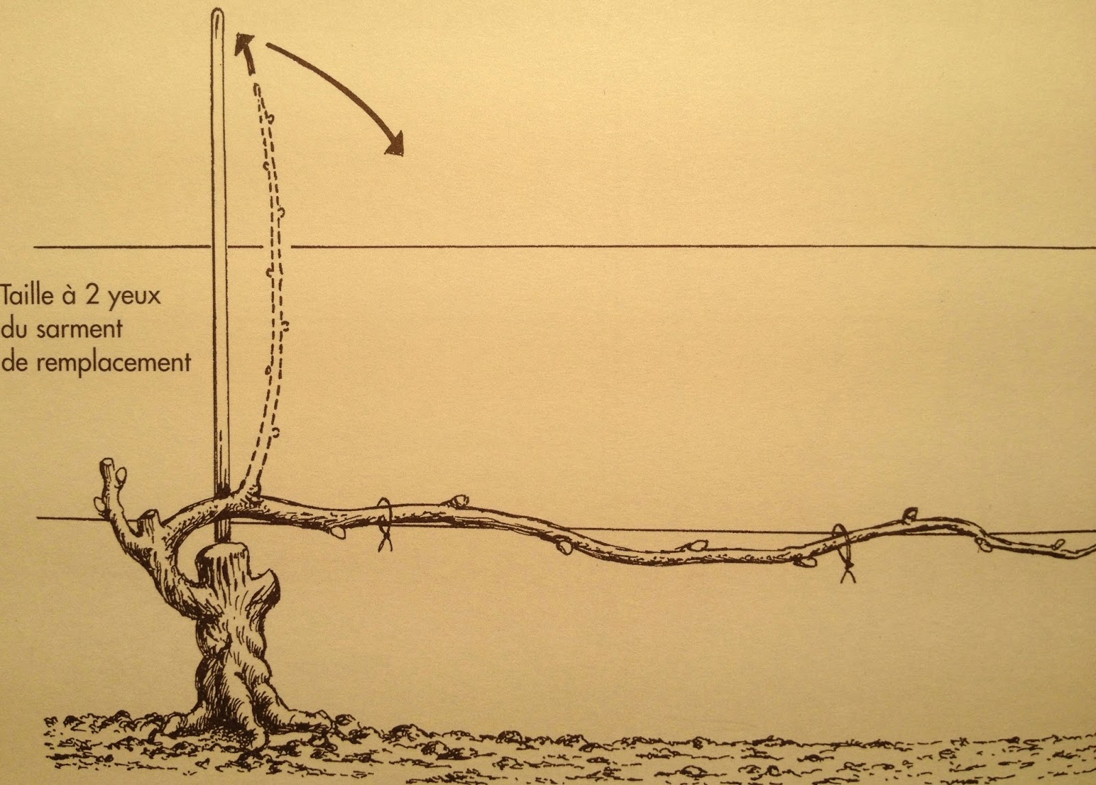 La Courbaïrole : Taille Guyot de la syrah