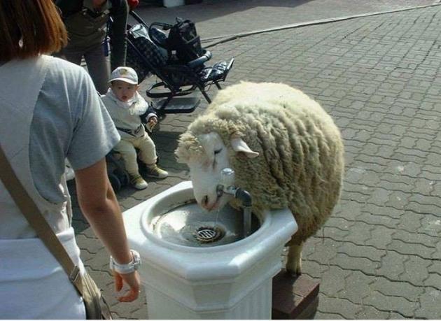 Imágenes graciosas de ovejas - Imagui