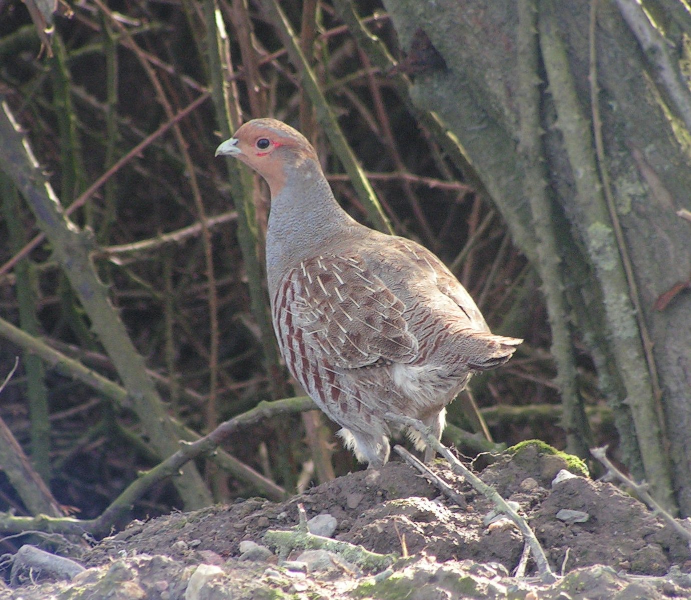 Wallpaper Sea: partridge wallpapers