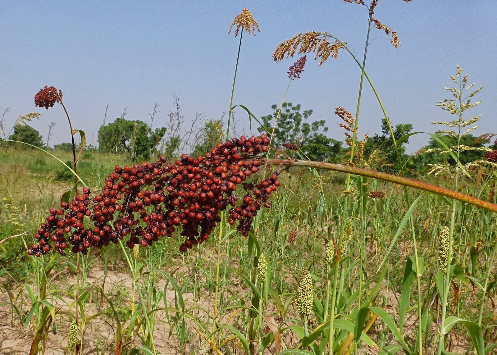 Ouaga Pascal et moi, l'aventure africaine continue...: Faune et Flore à ...