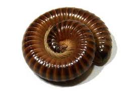 Higiene Atual: SOBRE OS GÔNGOLOS OU GONGOLOS OU GONGOLÔS OU PIOLHOS DE ...