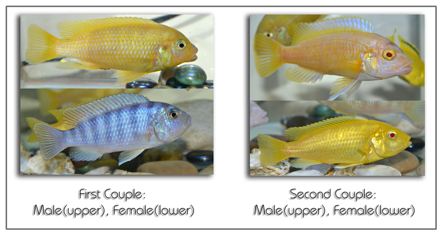 Artan's Blog: Fish Mating Season