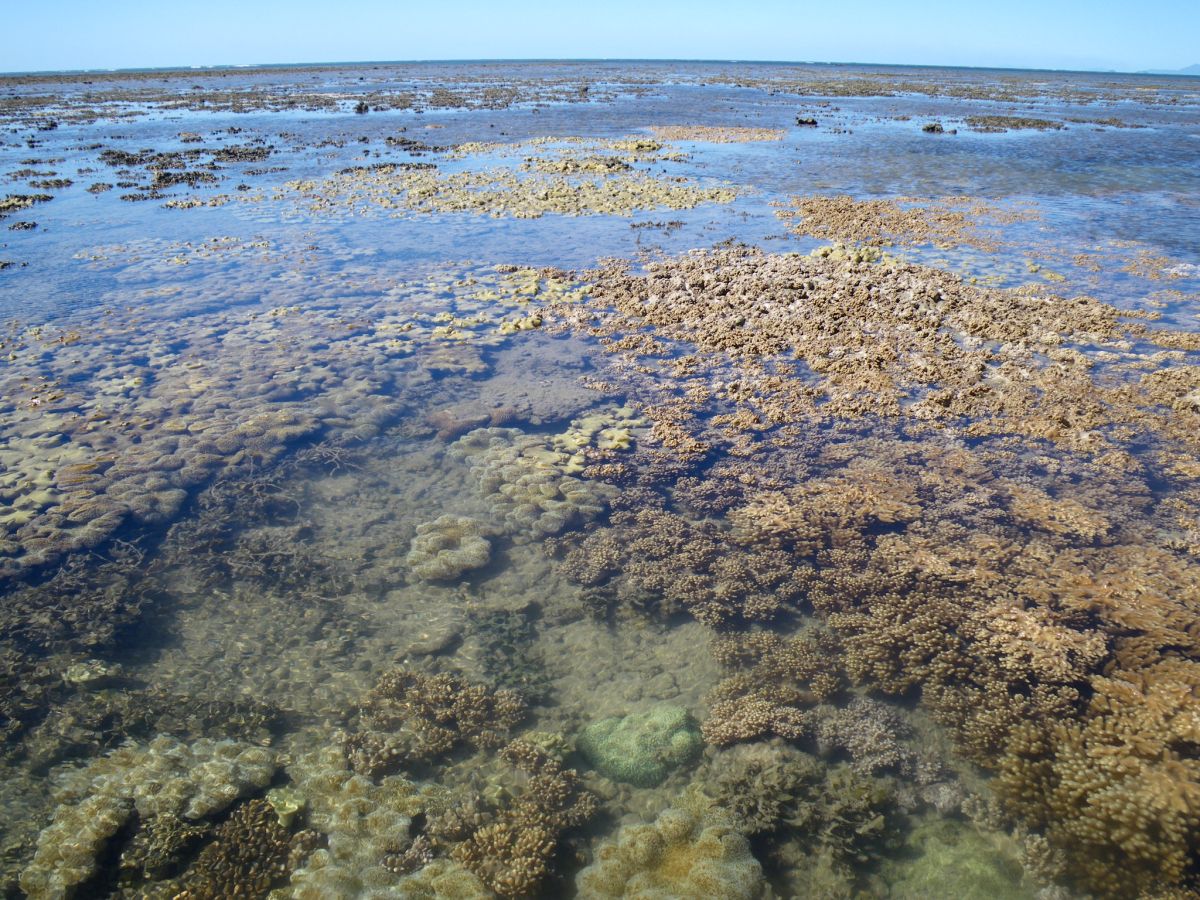 Queensland Coast: Coral Bleaching on Inshore Reefs near Cairns