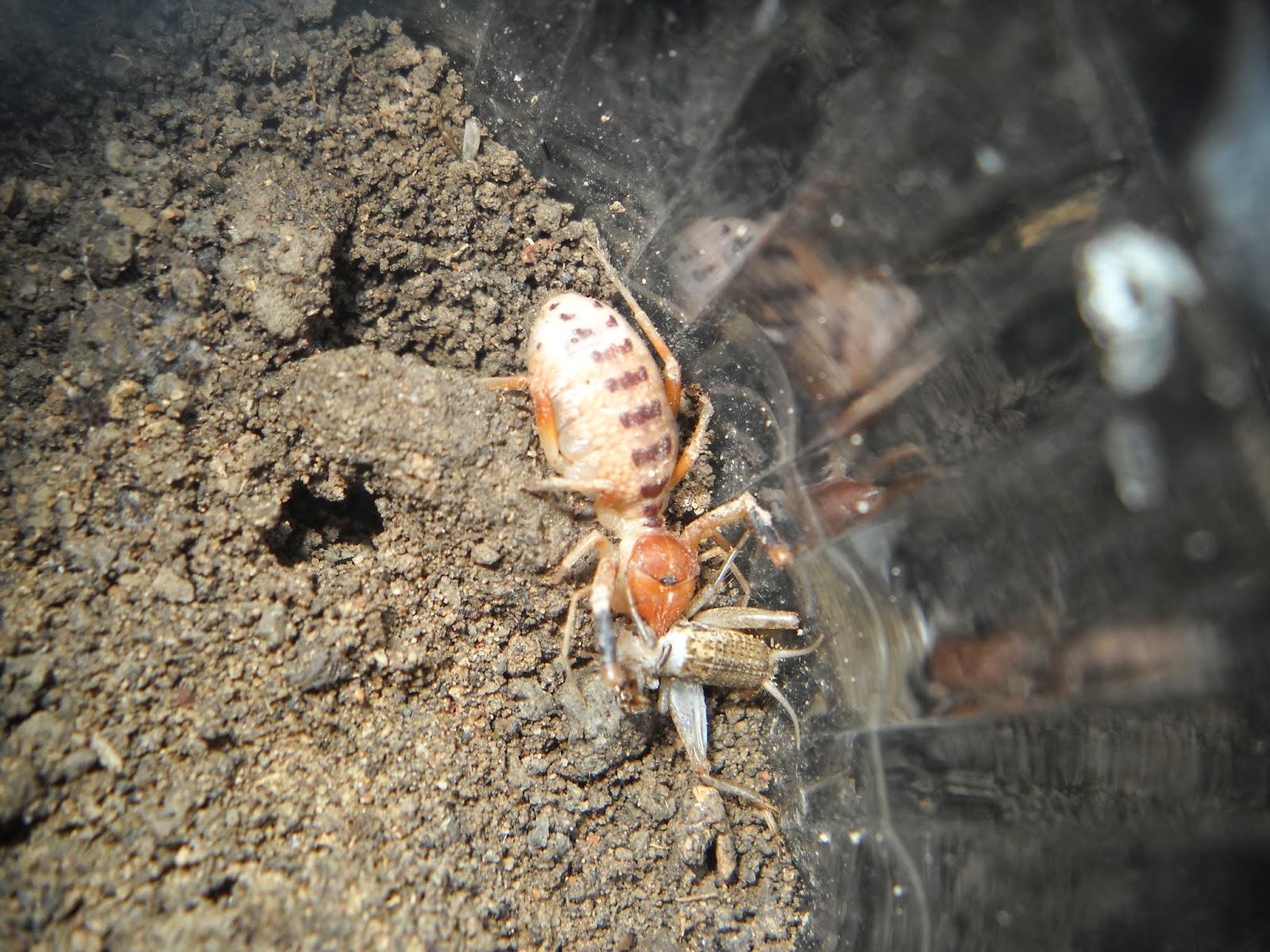 Alma biológica: El solífugo, araña camello o escorpión del viento