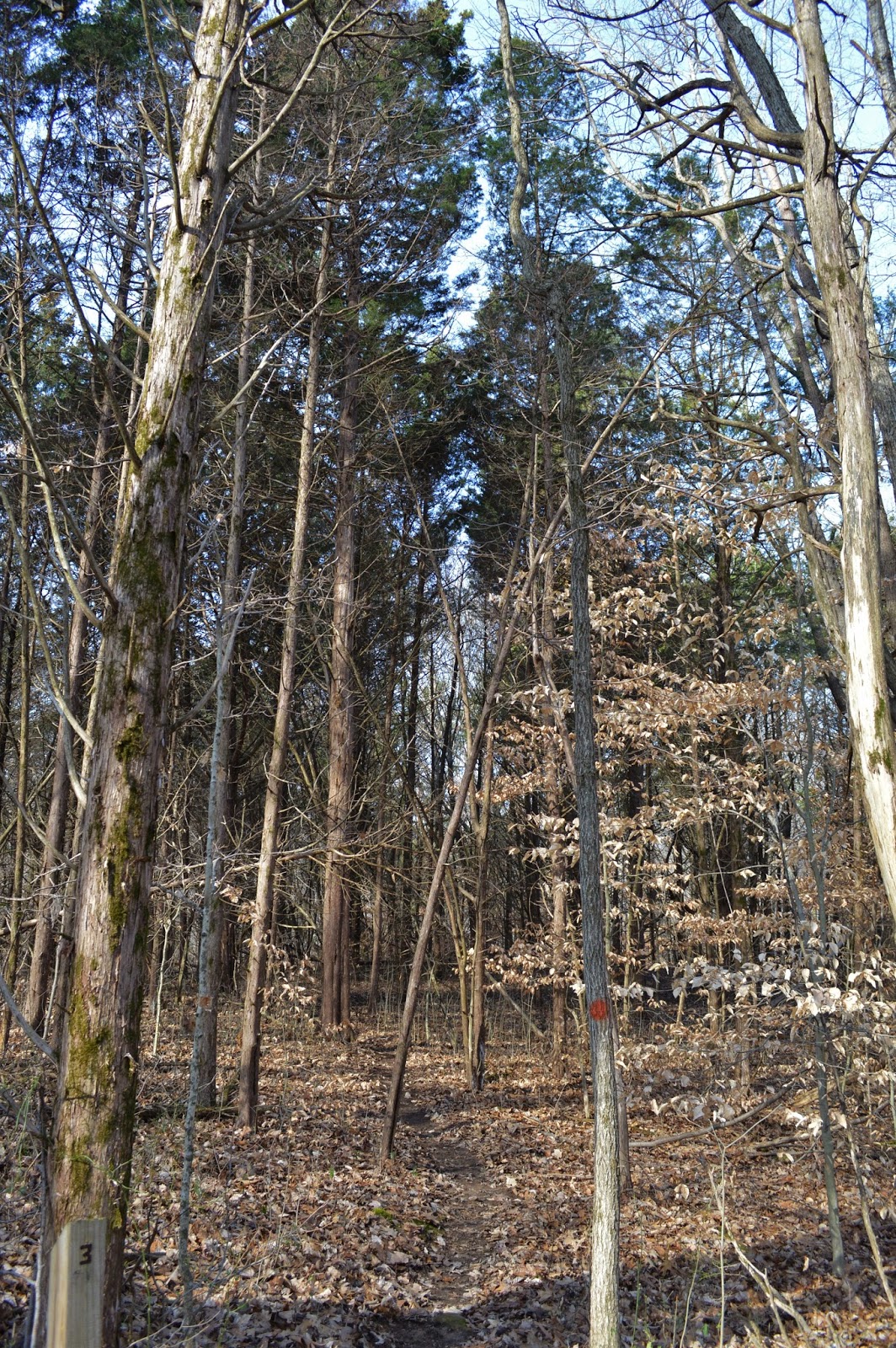 Walking Through Spring: Brigadoon State Nature Preserve in March