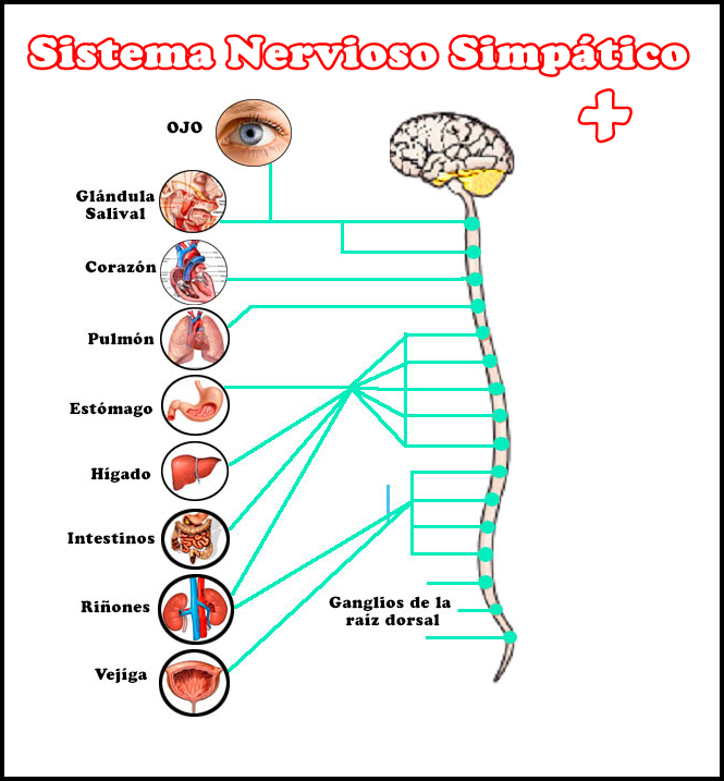 El sistema nervioso neurovegetativo o autónomo regula, ajusta y ...