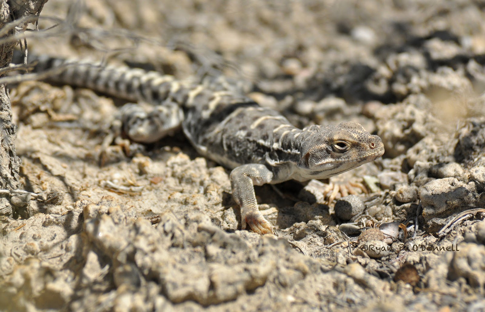 Birding Is Fun!: Birding Utah's West Desert Migrant Traps