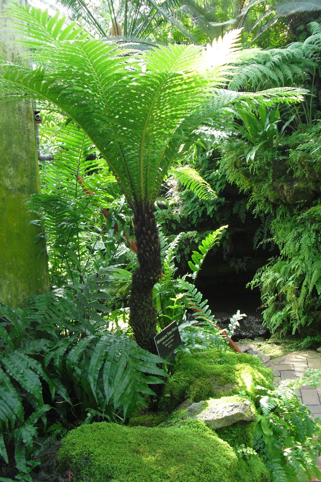 Life Among the Leaves