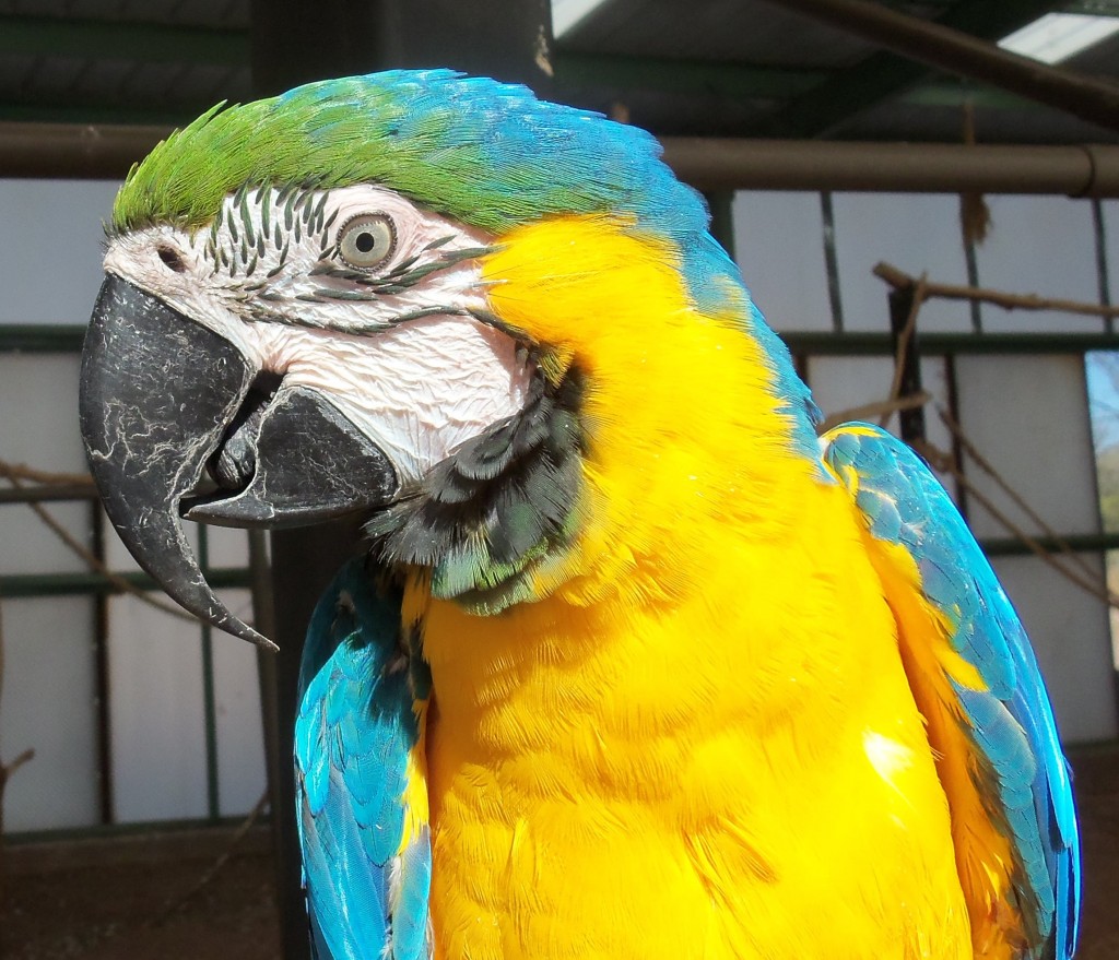 Macaw Manor: Basic Macaw Behavior