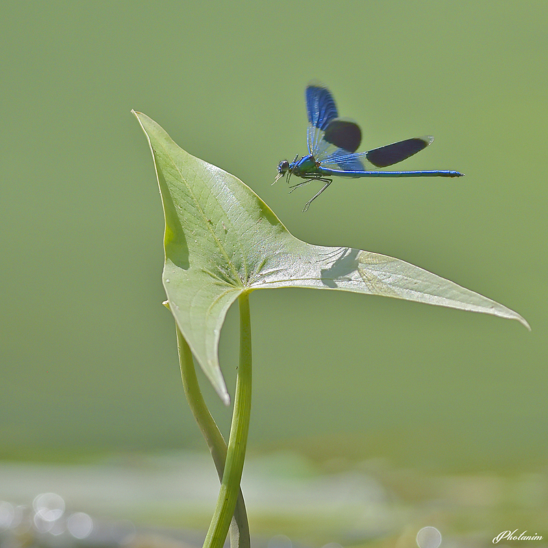 Libellules de France et dAilleurs - DRAGONFLY WORLD: Libellules en vol
