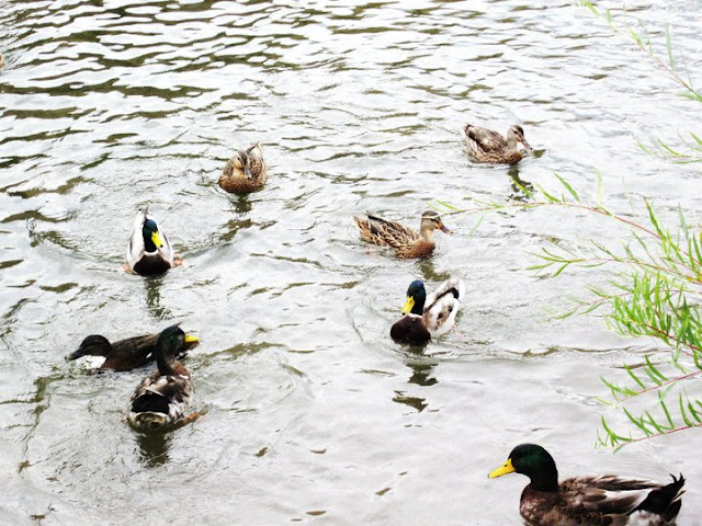 A Little Bird Told Me: Logan Love: First Dam