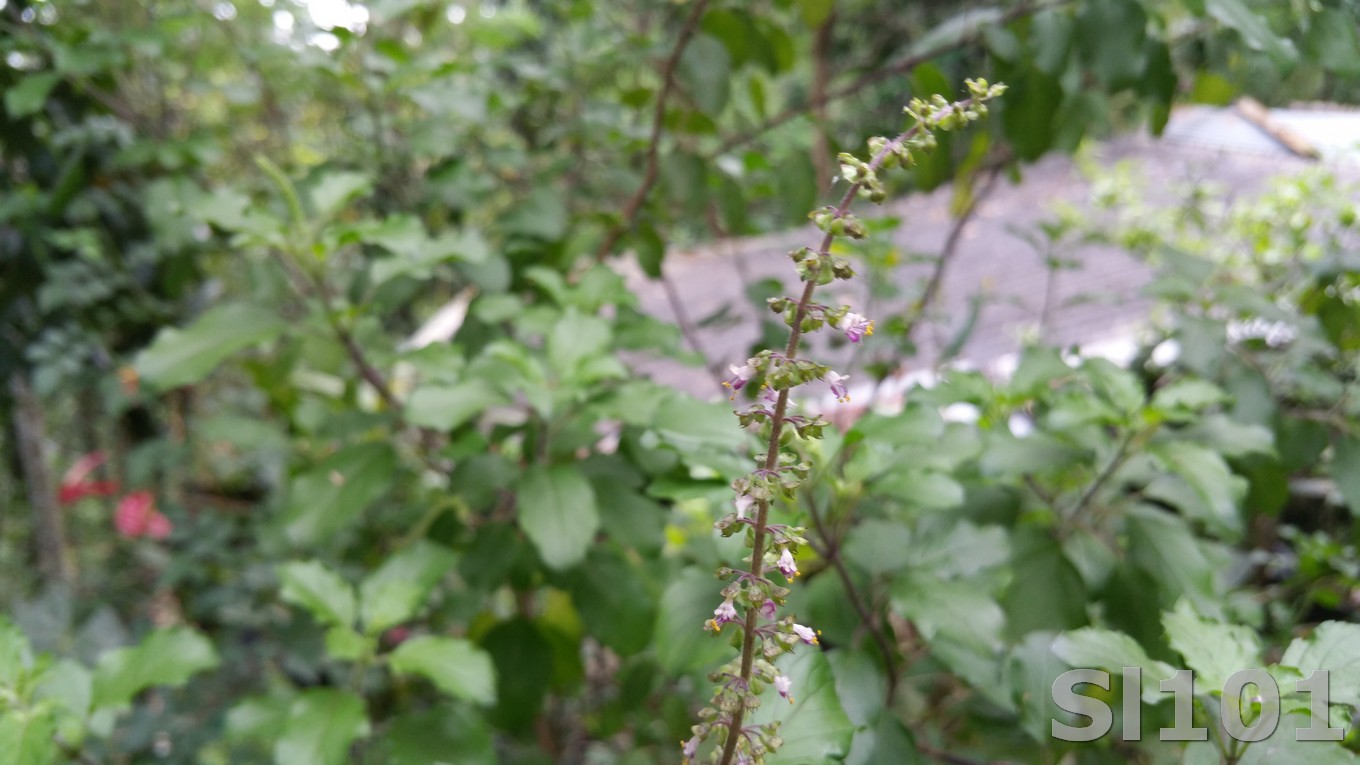 හීන් මදුරුතලා - තුල්සි - Heen Madhuruthala - Thulsi - Holy basil ...