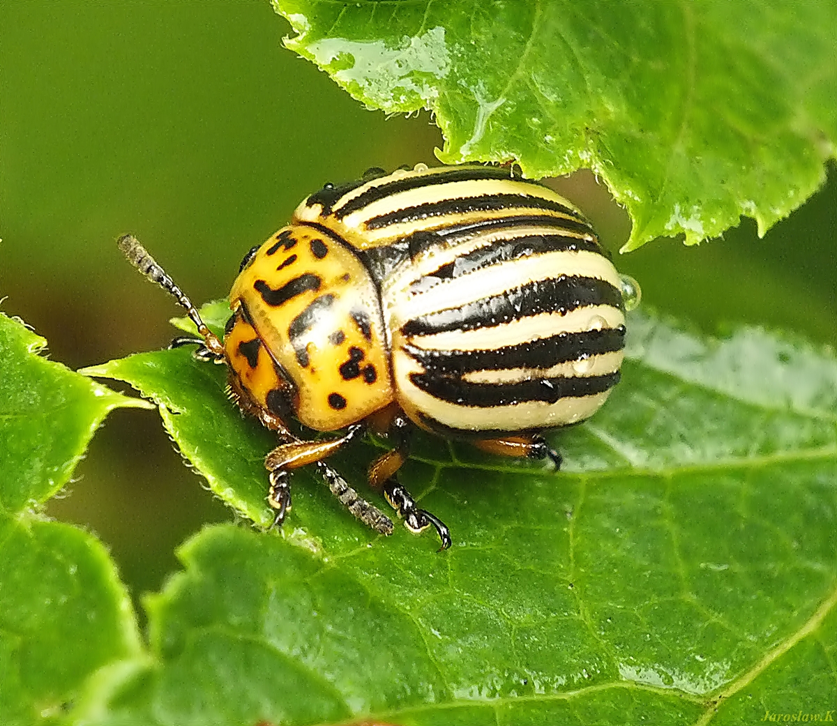Moja przygoda z fotografią - Żyjąc z naturą : Stonka ziemniaczana