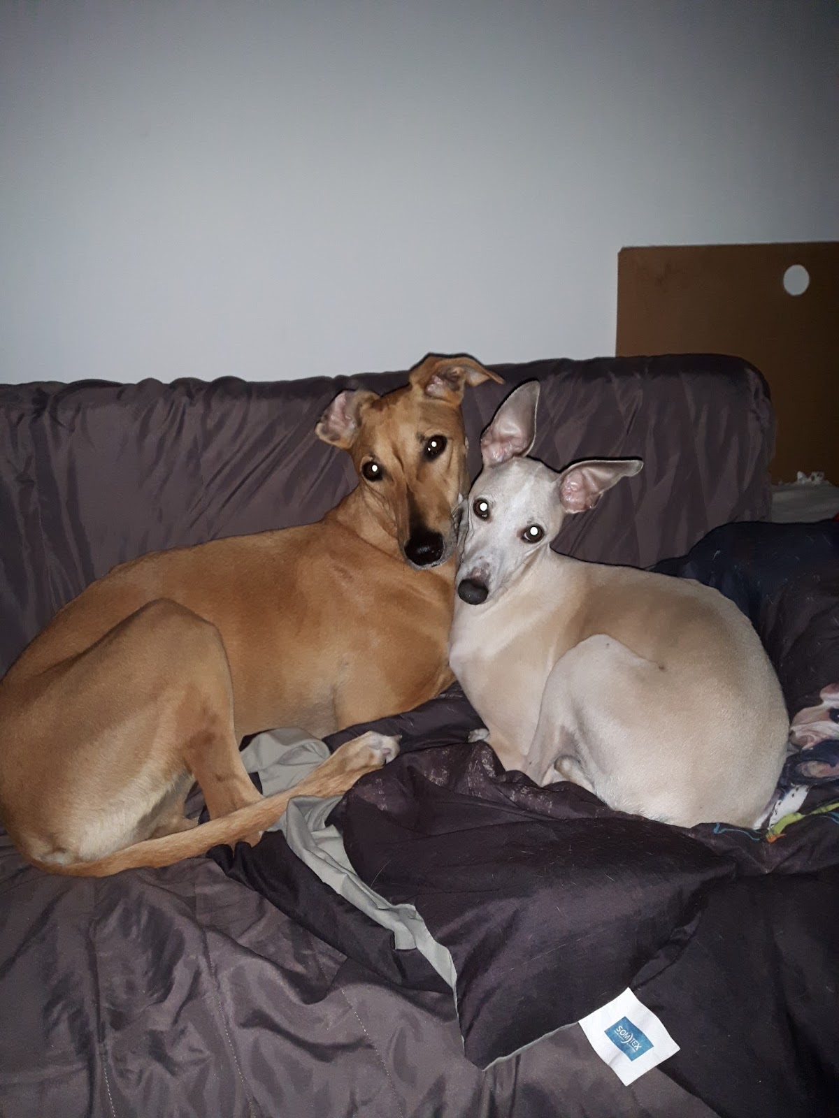 L'arrivée d'un deuxième lévrier