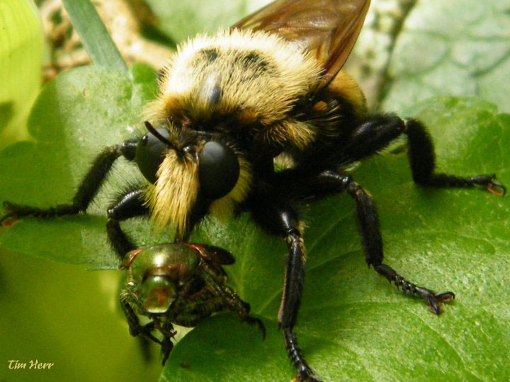 Franklin County (PA) Gardeners: What's That Bee Eating?