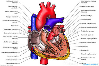 partes del cuerpo humano: Sección del corazón