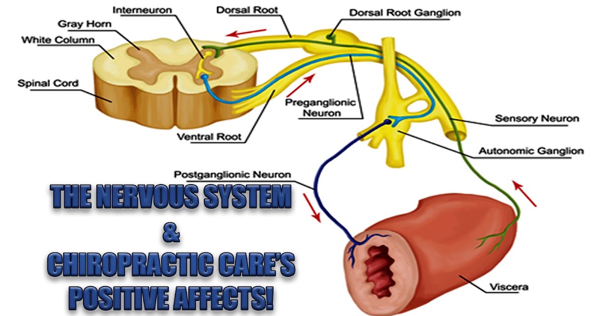 The Nervous System And Chiropractic's Positive Affects