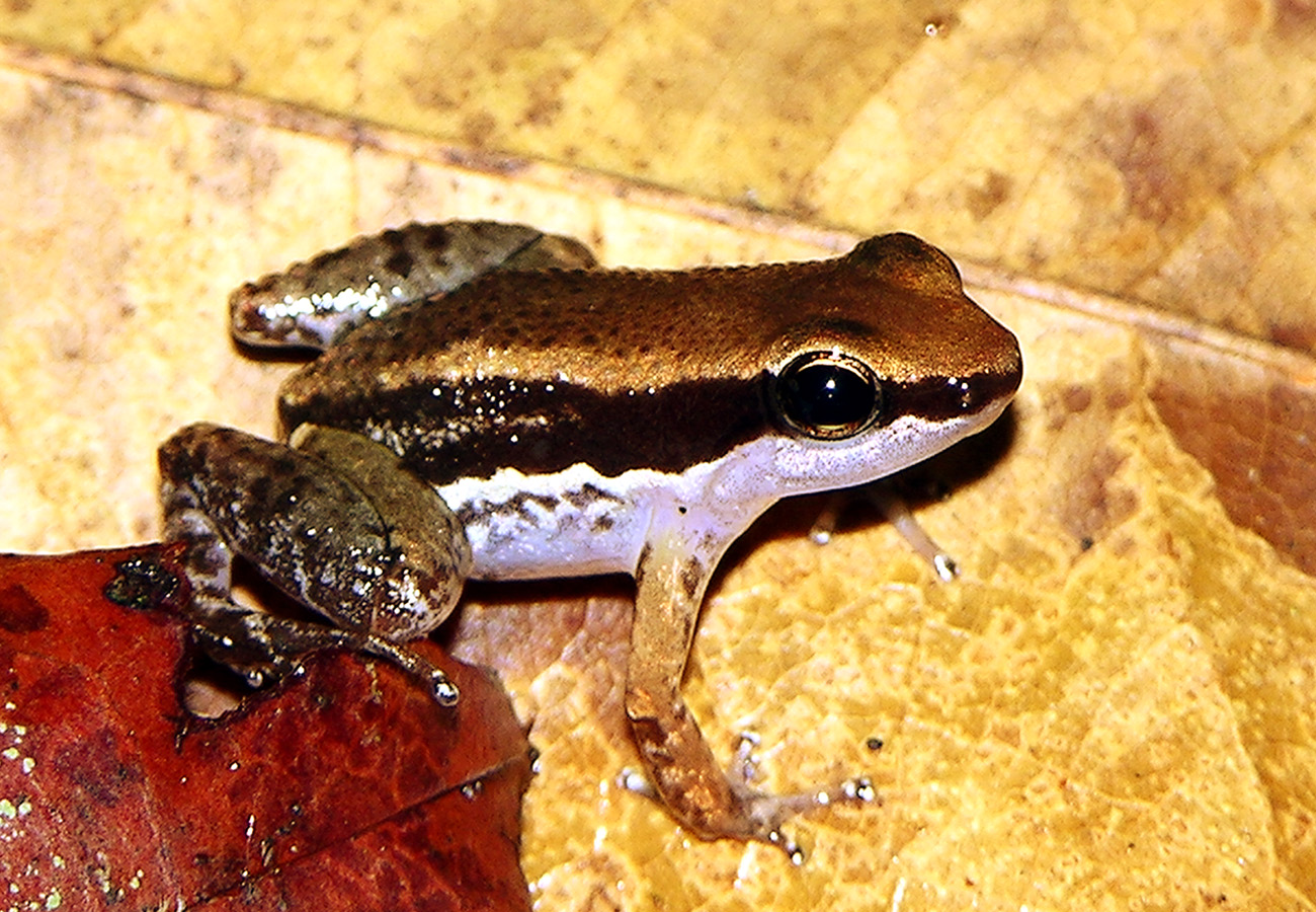 Species New to Science: [Herpetology • 2016] Allobates bacurau • A New ...