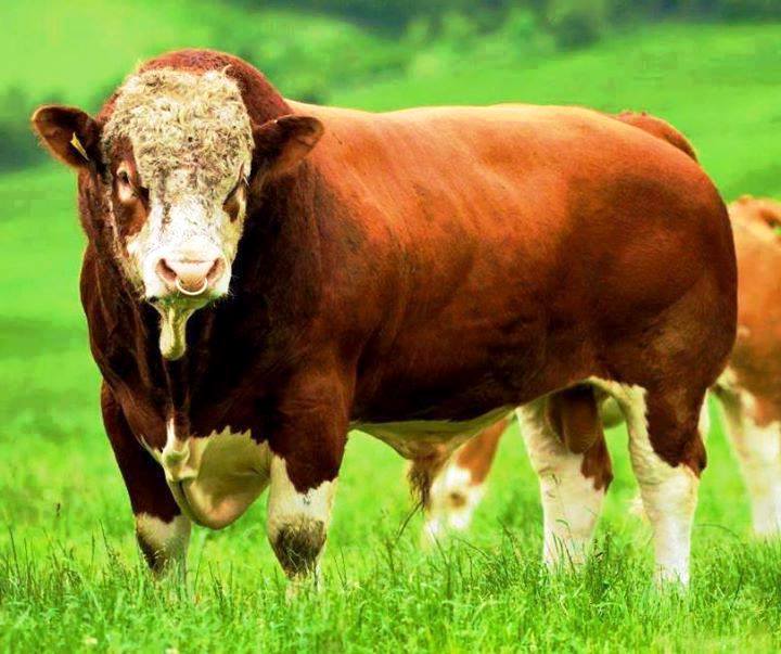 16+ Top Inspirasi Sapi Metal