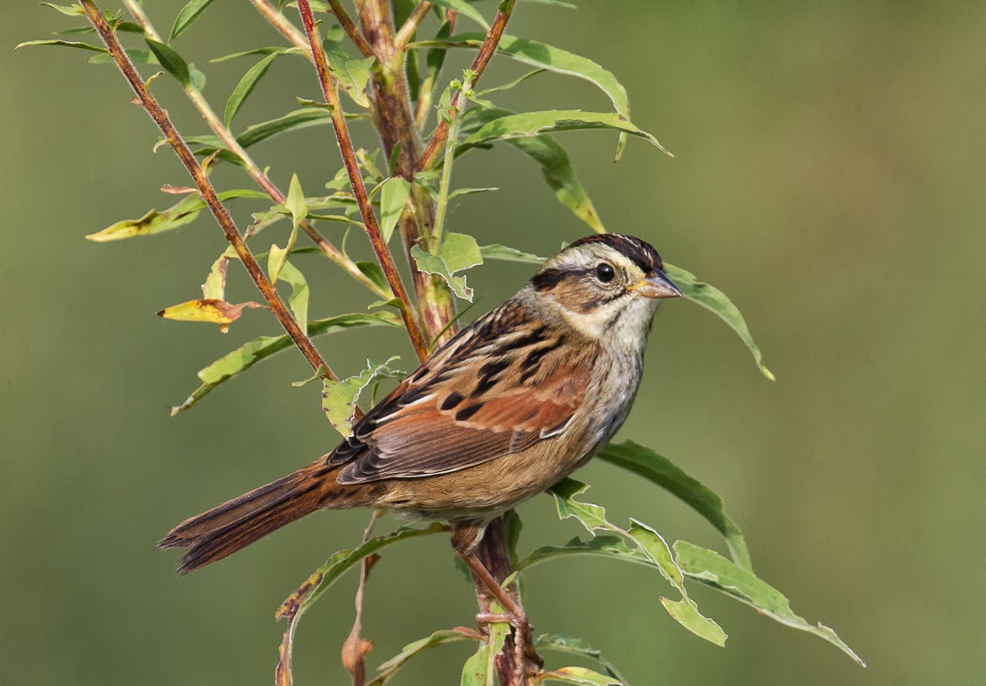 Surner Birding: Sparrow Hunting