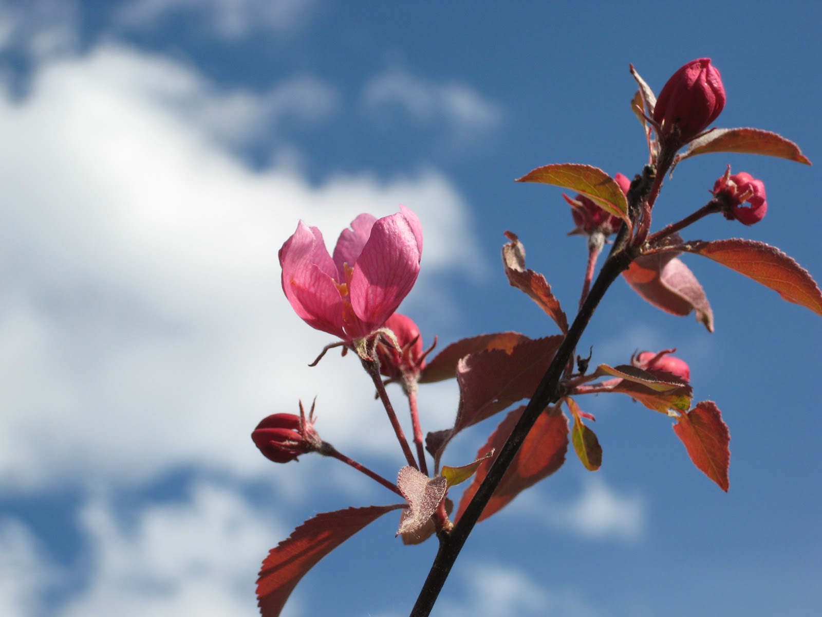roskisprinsessa: Kirsikkapuu kukkii...