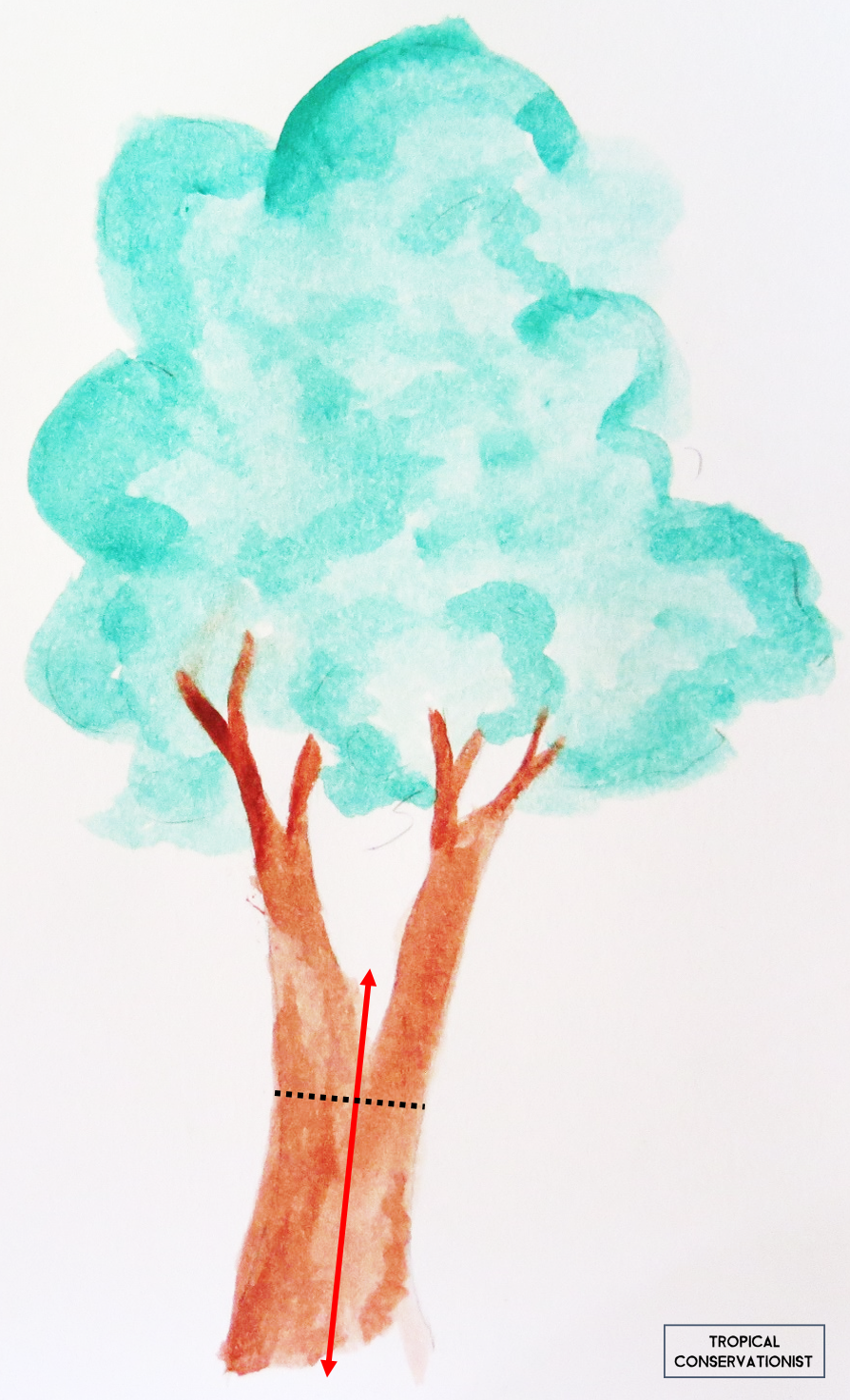 Cara menghitung DBH pohon - Tropical Conservationist