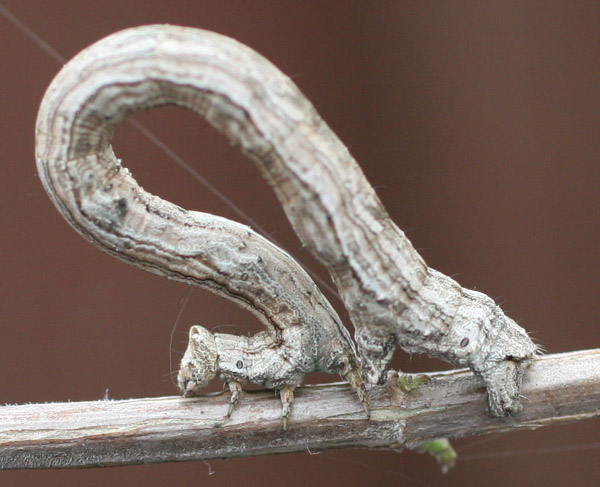 Inchworm - Insects Morphology