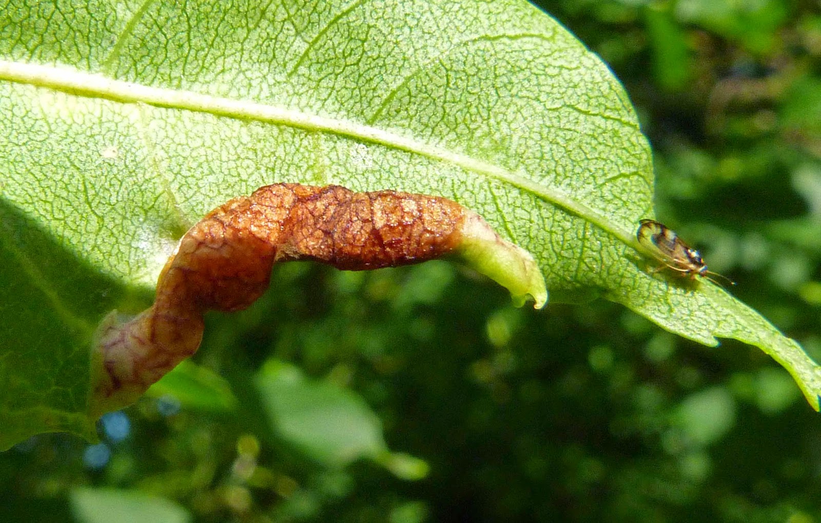 Insects of Scotland: True Bugs