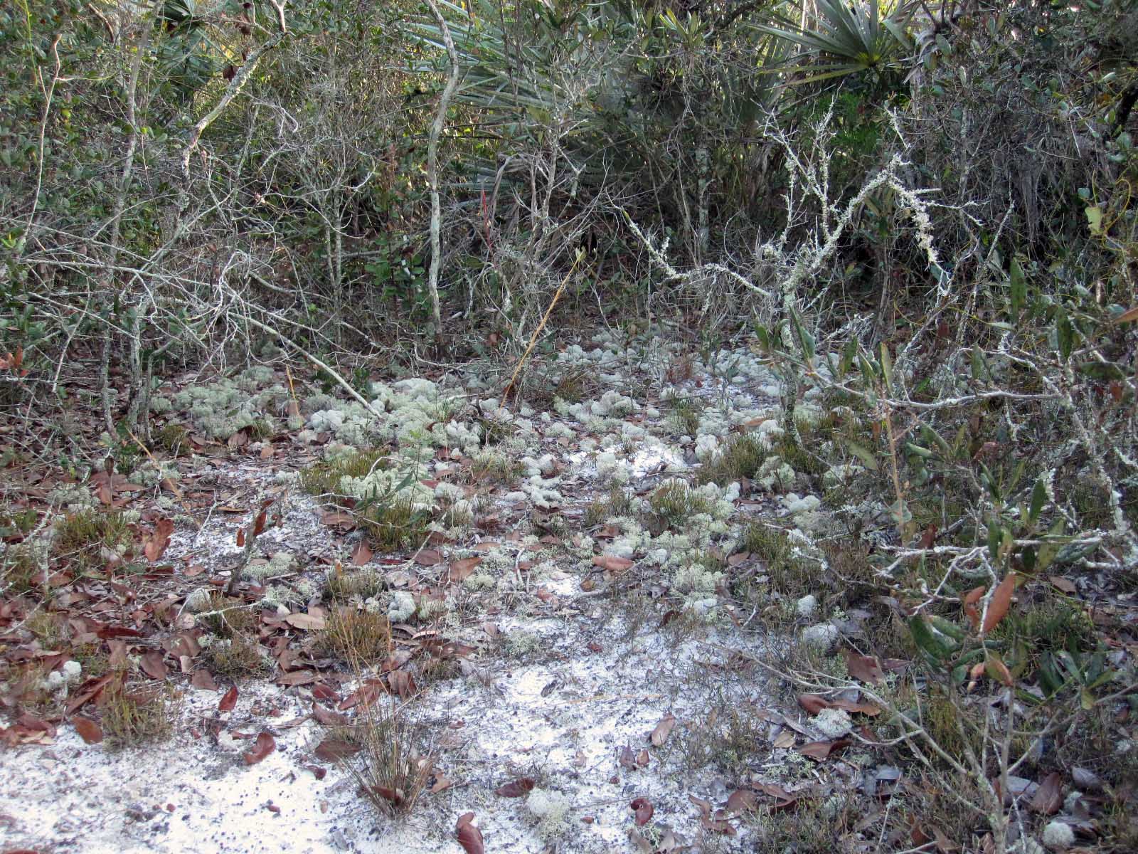 Gardening South Florida Style: Native Florida Sand Pine Scrub Land