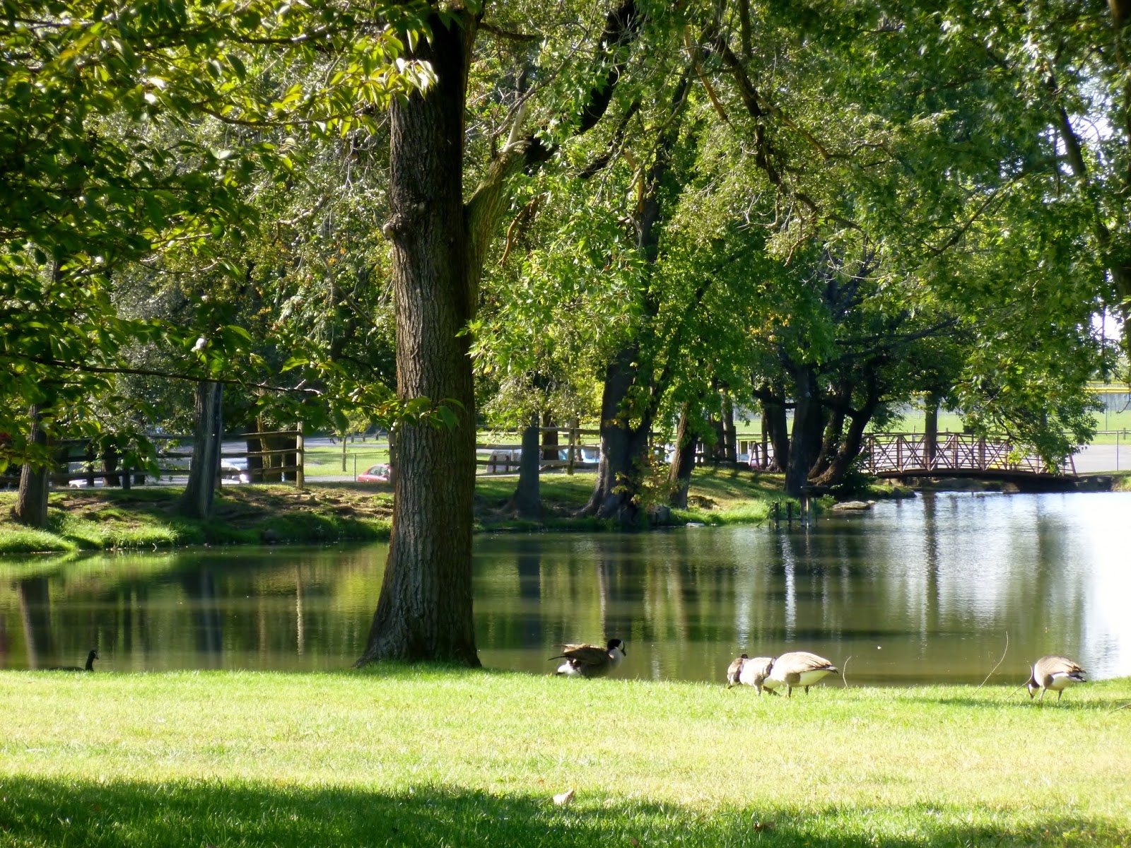 REFLECTIONS: Clearbrook Park October 2016