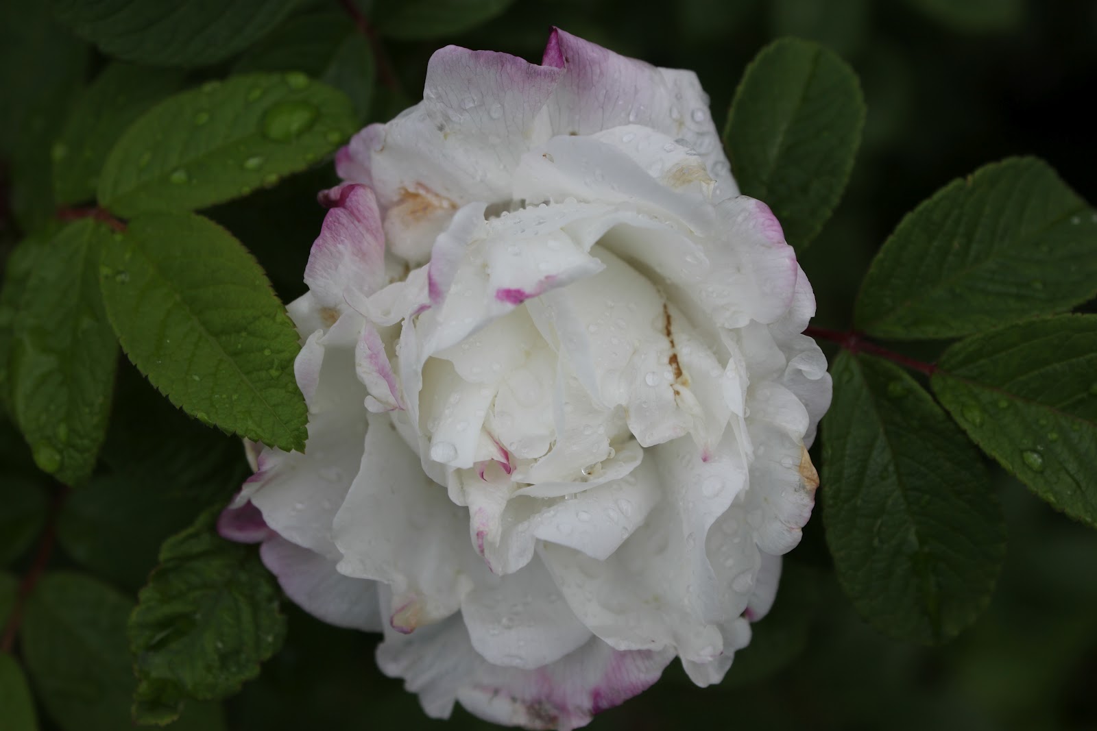 Njut av dagen som den kommer...: Rosor