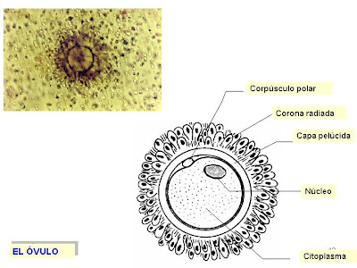 embriologia e histologia: OVULO