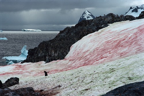The EEB & Flow: The (changing) ecology of snow