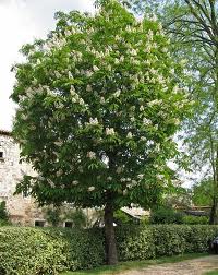 plantatia ta care iti asigura viitorul: plantatie de castane