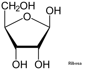 Propanona: Estructura del ARN.