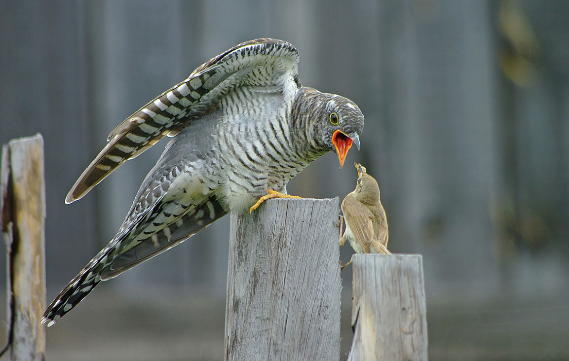 nature around me: birds around us - cuckoo