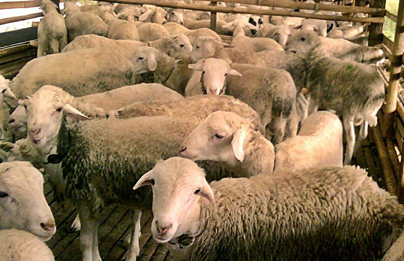 Rahasia Ternak Domba Hemat Biaya - BUDIDAYAKU