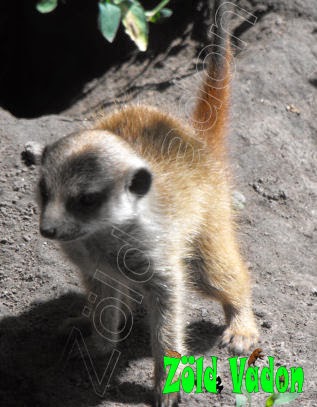 Zöld vadon: Szurikáta